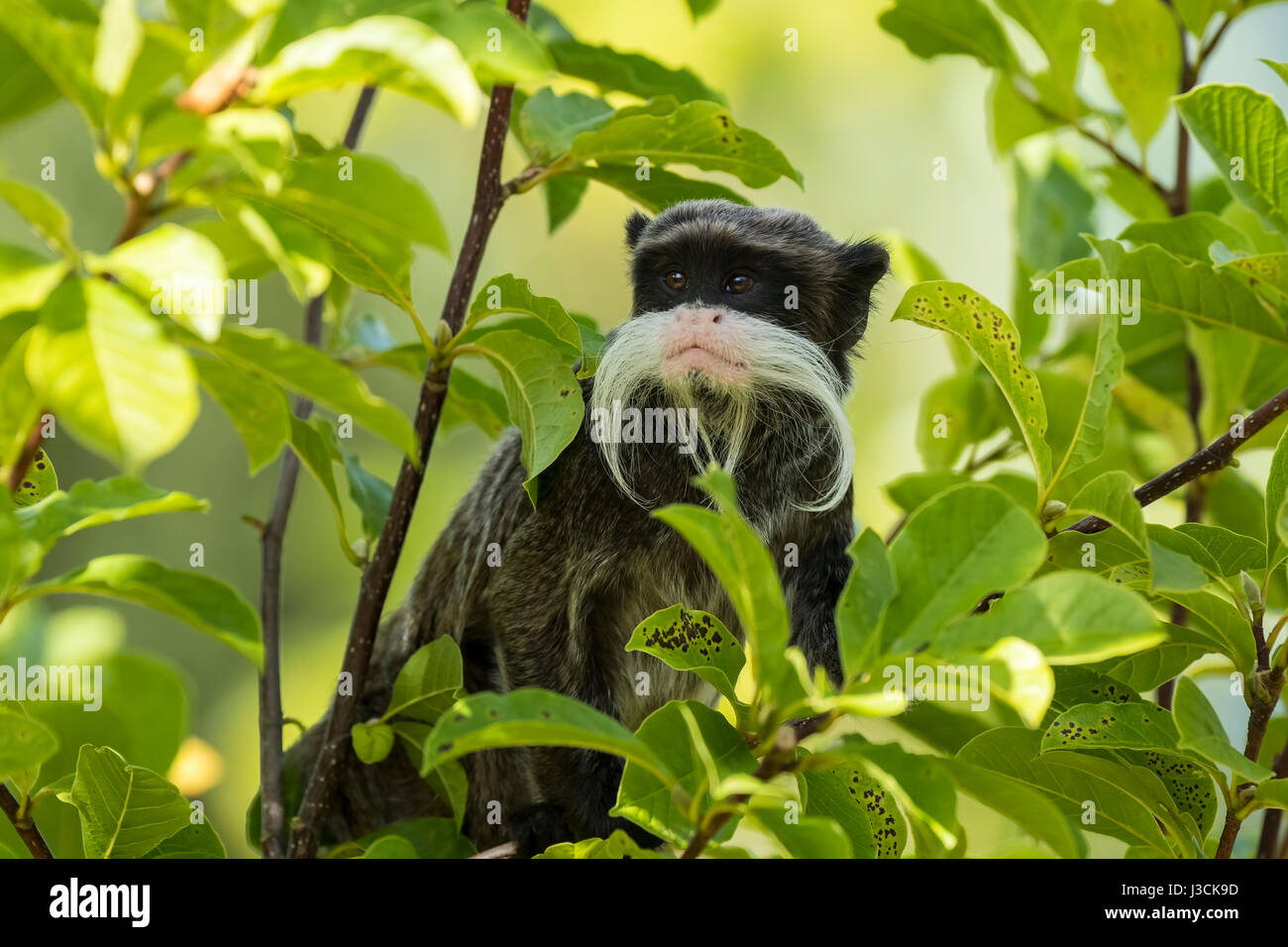 Tamarin emperor animal peru amazon hi-res stock photography and images ...