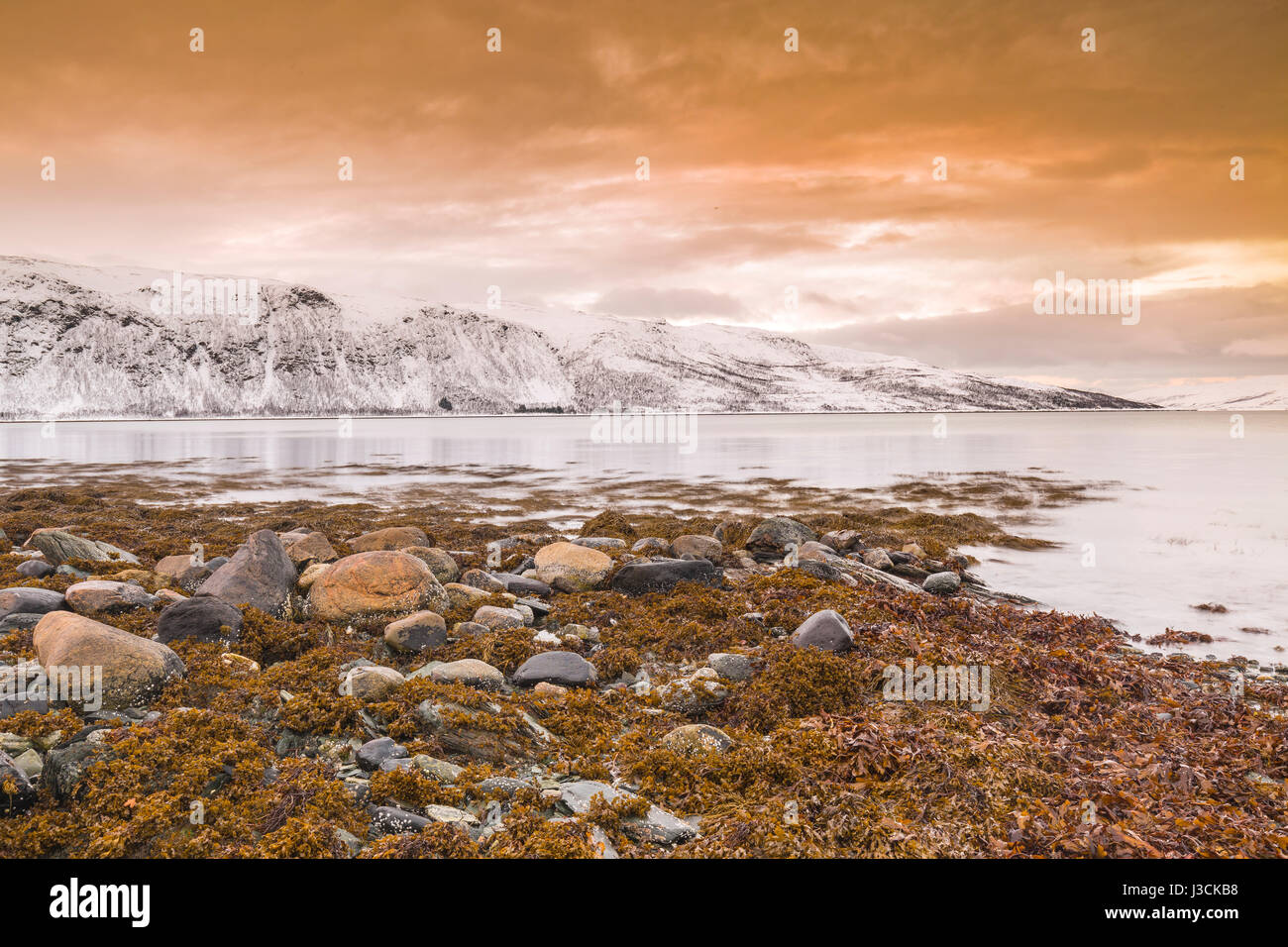 Typical norwegian coastline with rocks and kelp during low tide at a ...