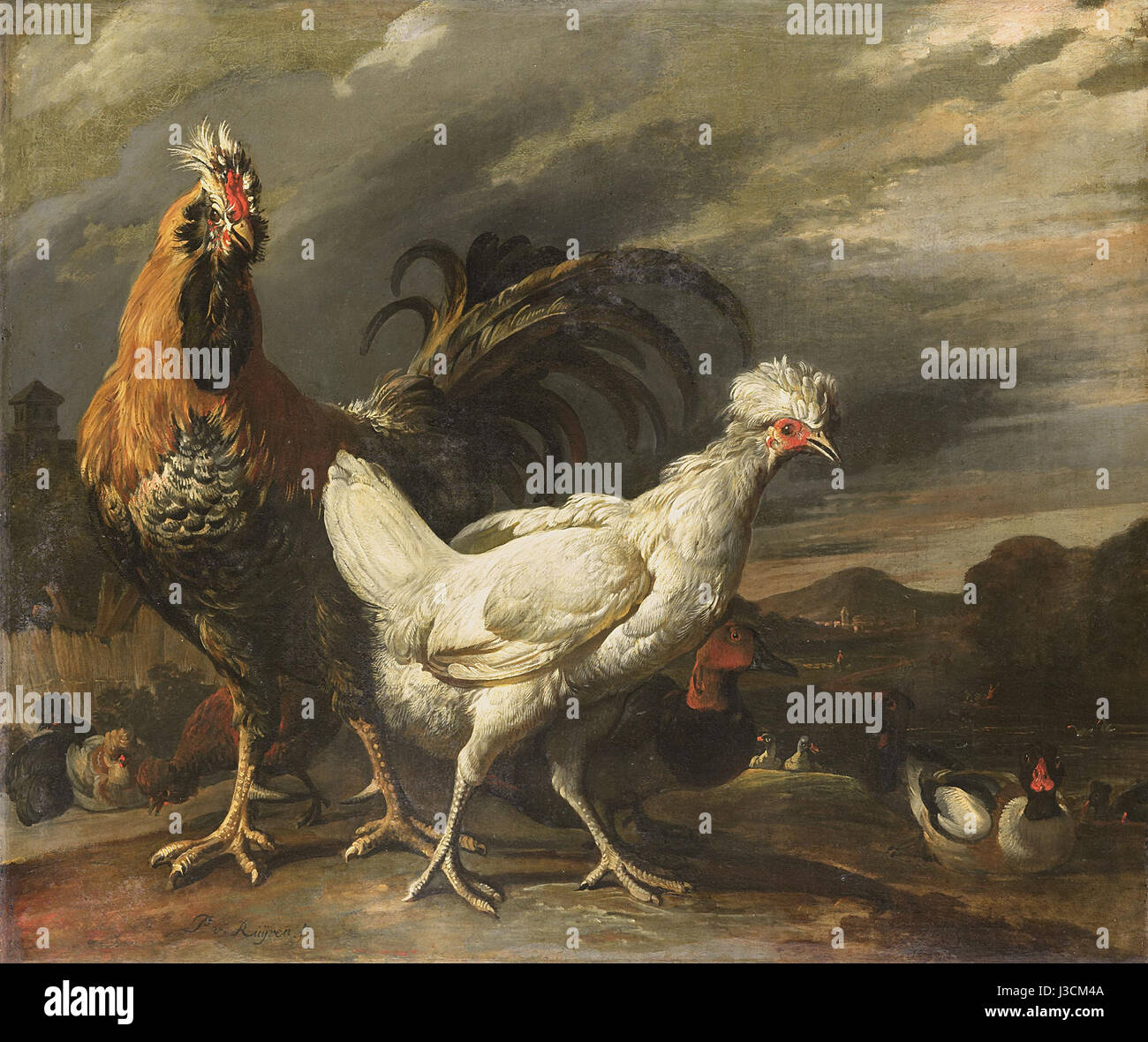 Pluimvee hi-res stock photography and images - Alamy