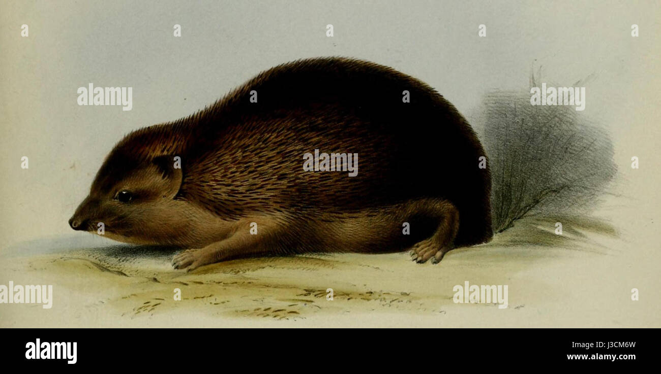 A drawing of the Lesser Hedgehog Tenrec (Echinops telfairi), published ...