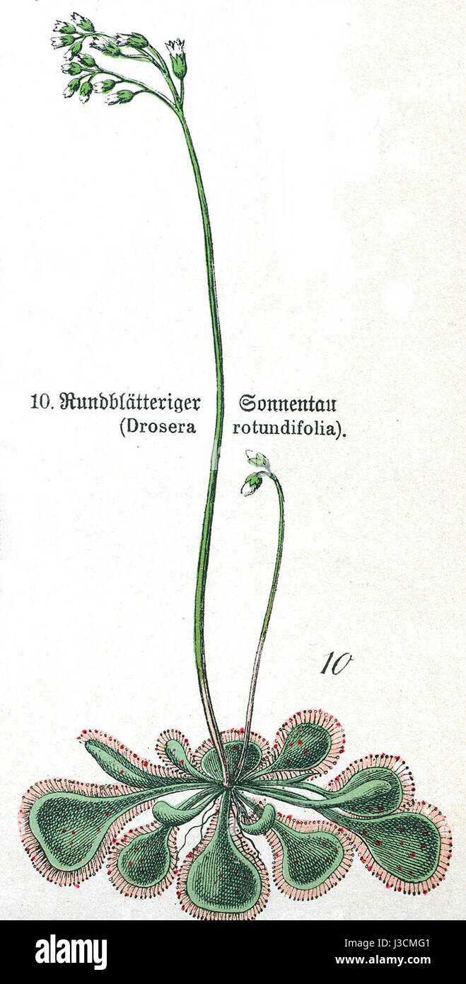Drosera drawing hi-res stock photography and images - Alamy
