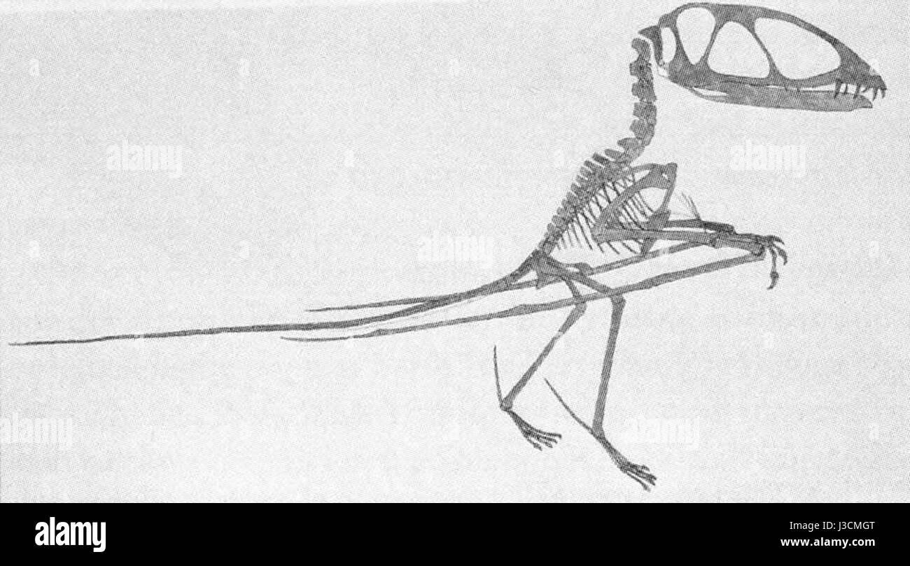 Dimorphodon hi-res stock photography and images - Alamy