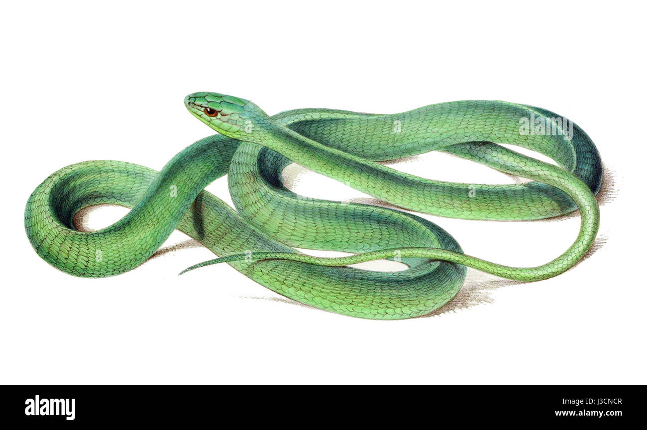 Species dispholidus typus hi-res stock photography and images - Alamy