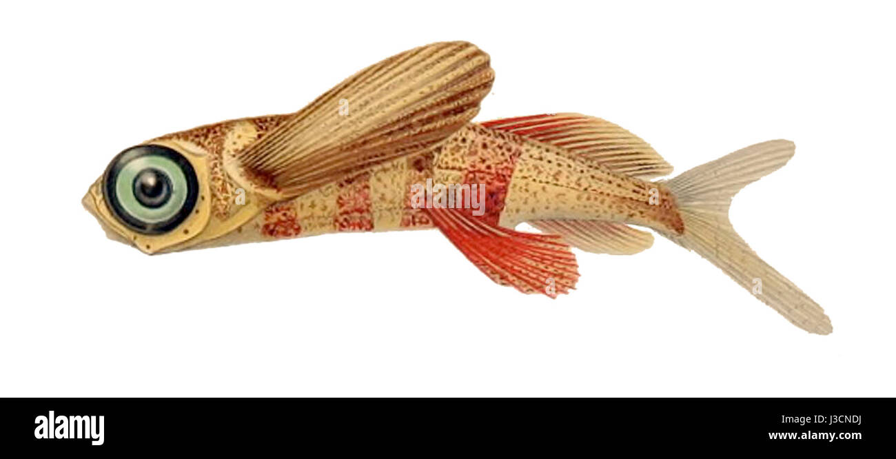 Exocoetus Cut Out Stock Images & Pictures - Alamy