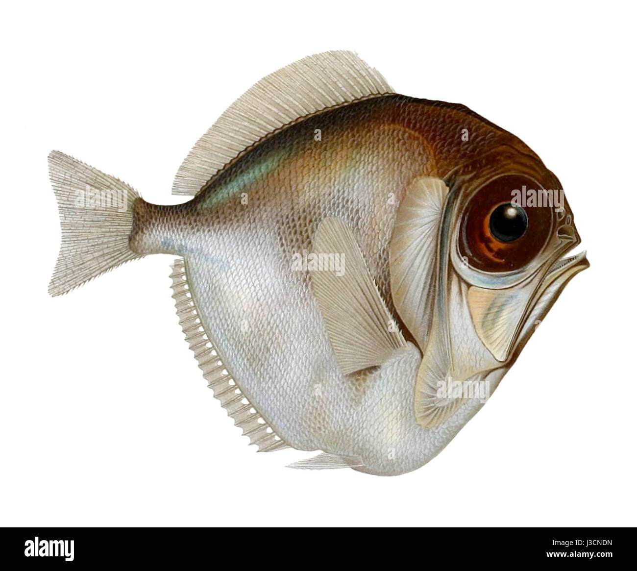 Fish in shallow water Cut Out Stock Images & Pictures - Alamy