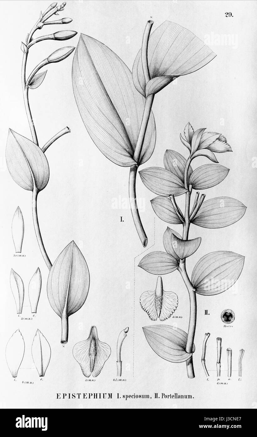 'Epistephium speciosum' and 'Epistephium portellianum' are species of ...