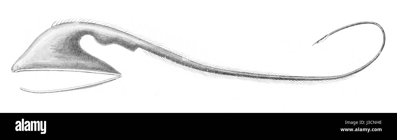 Eurypharynx pelecanoides, commonly known as the gulpers, is a deep-sea ...