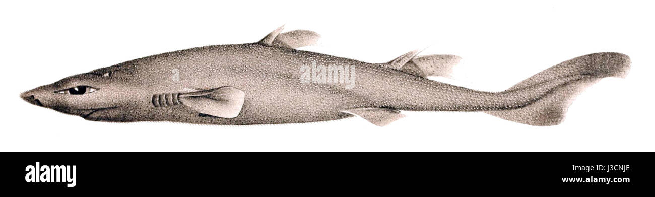 Etmopterus hi-res stock photography and images - Alamy