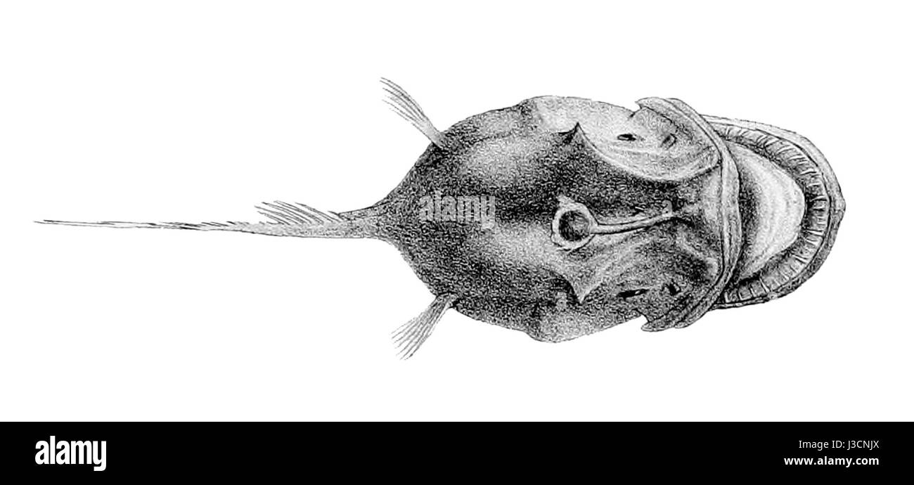Anglerfish deep sea hi-res stock photography and images - Alamy