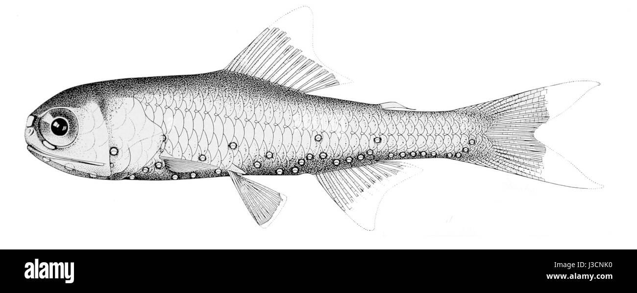 Lanternfish bioluminescence hi-res stock photography and images - Alamy