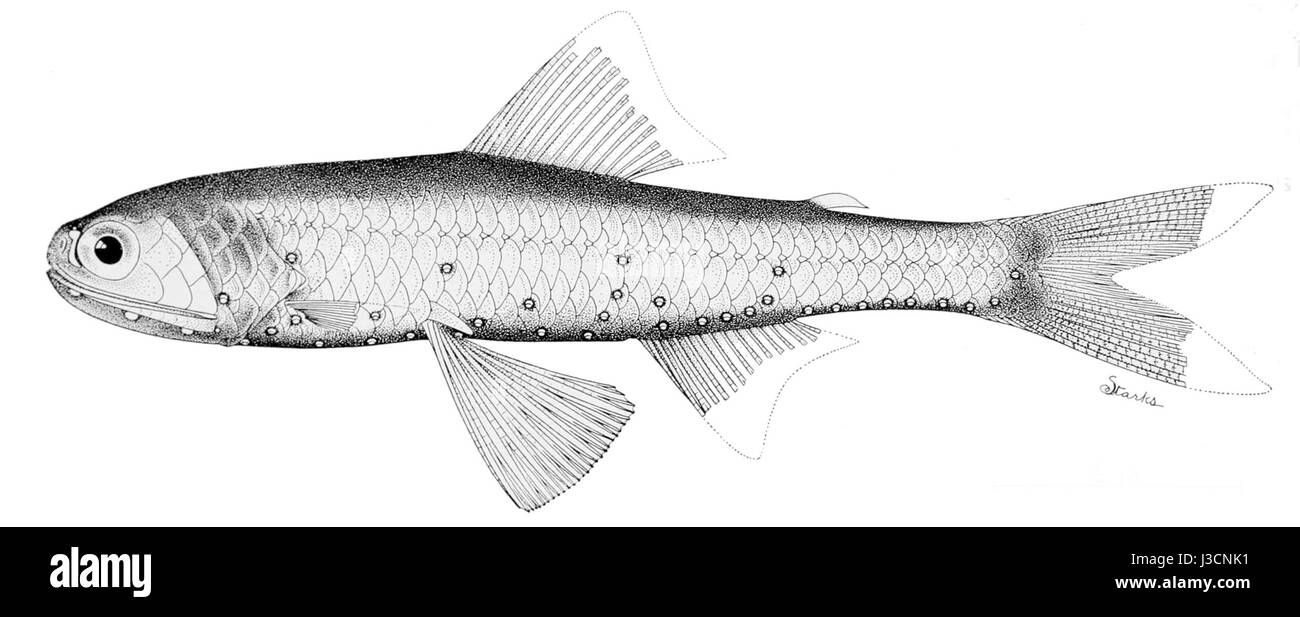 Ecosystem help Black and White Stock Photos & Images - Alamy