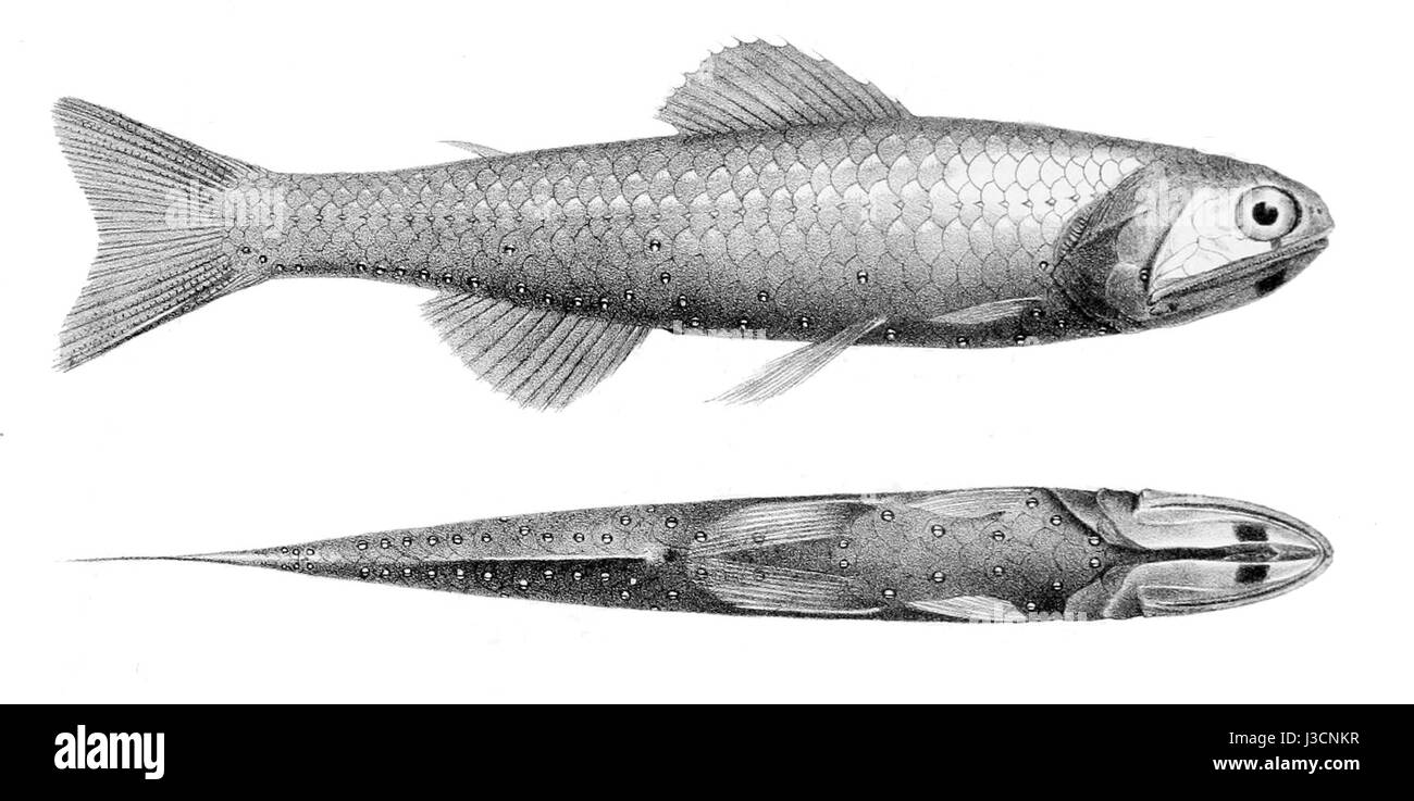 Parts of fish Black and White Stock Photos & Images - Alamy
