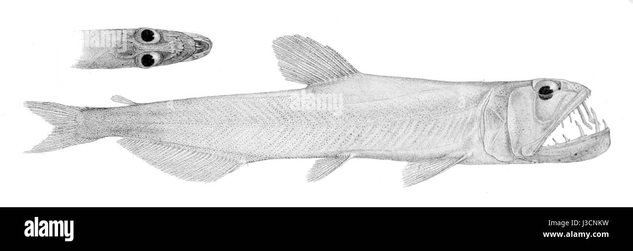 Unique taxonomy Cut Out Stock Images & Pictures - Alamy