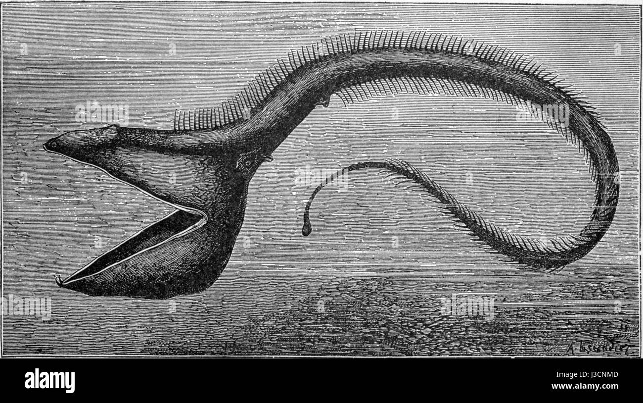 Eurypharynx pelecanoides Black and White Stock Photos & Images - Alamy