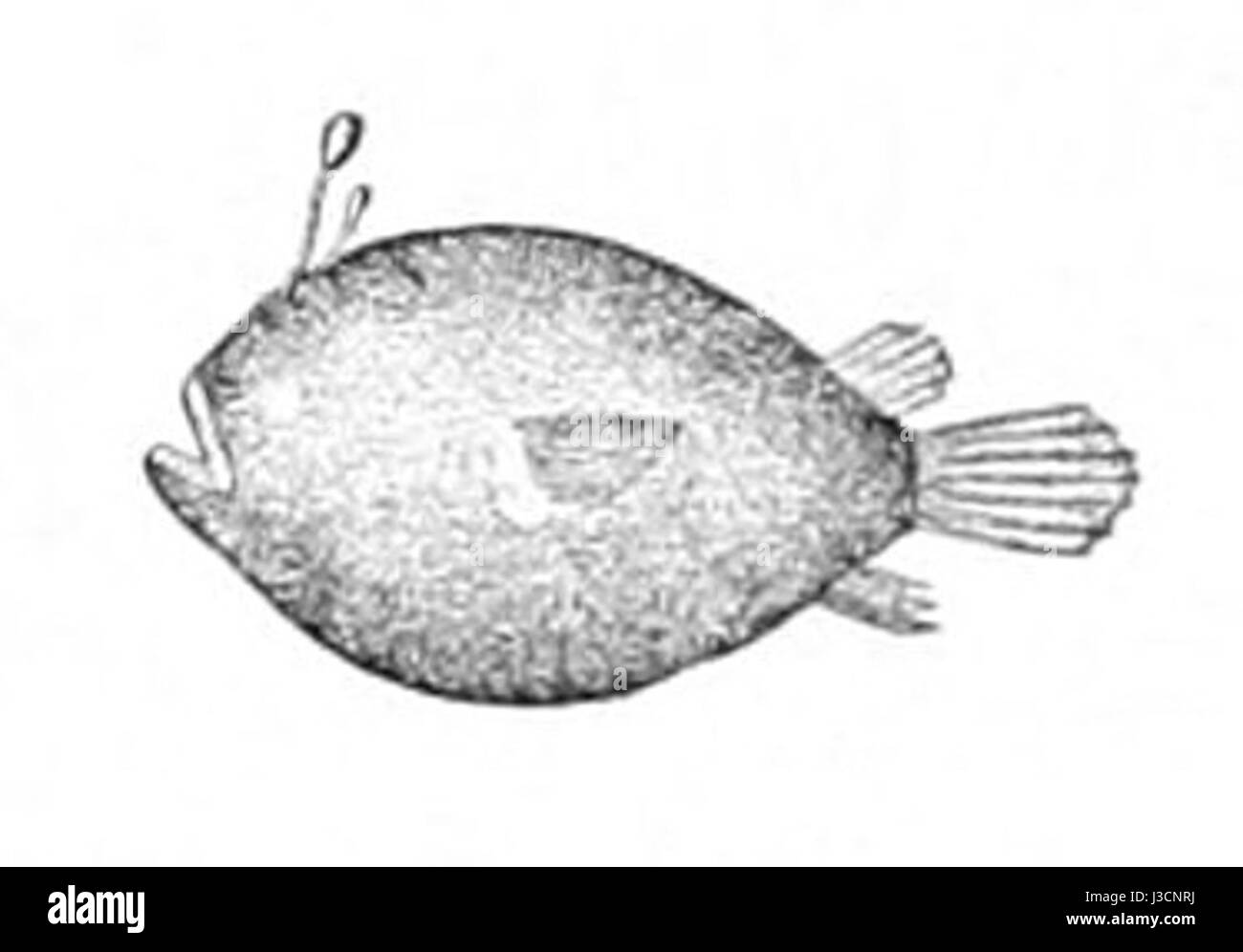 Bispinosus hi-res stock photography and images - Alamy