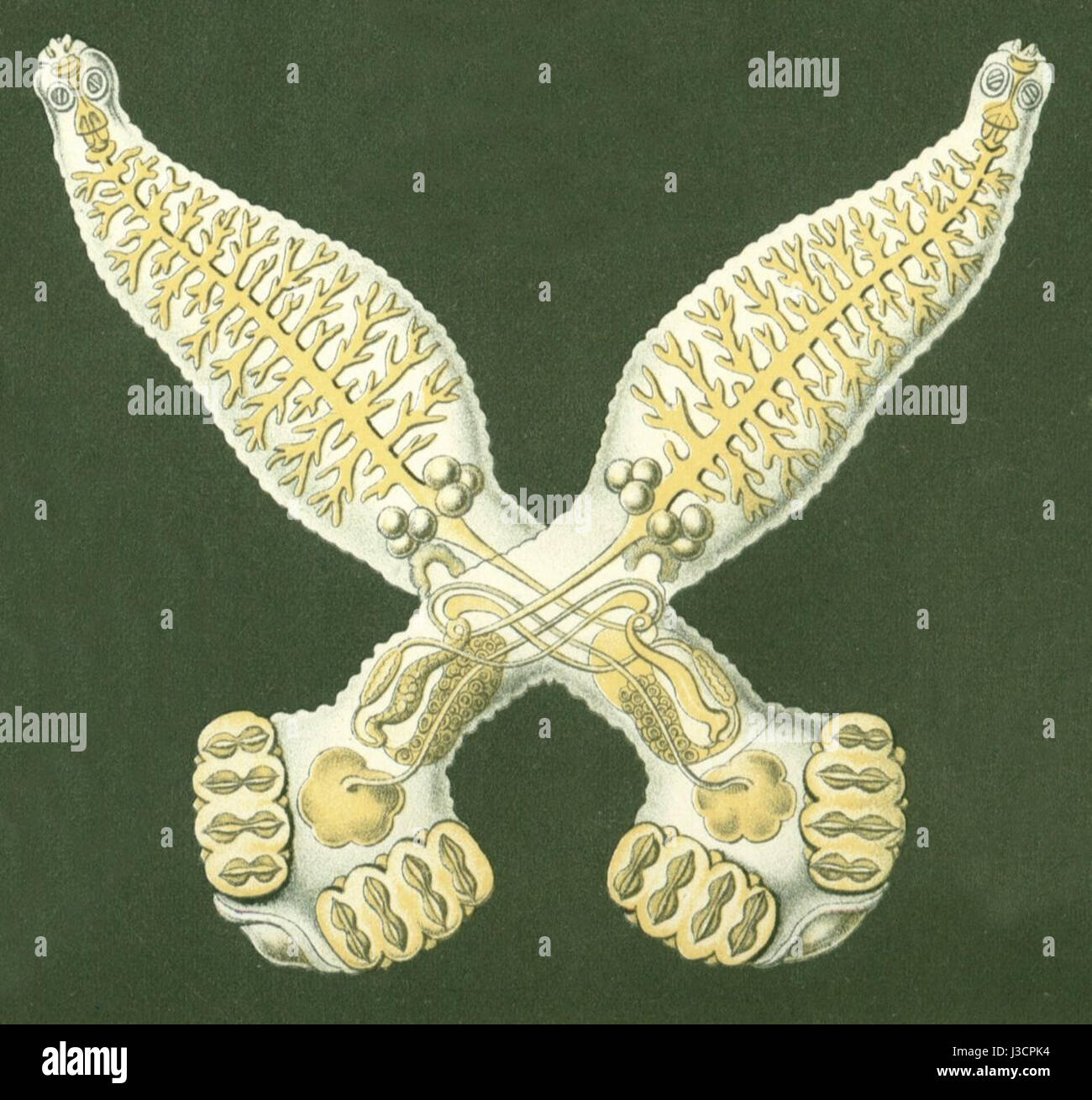 Diplozoon paradoxum hi-res stock photography and images - Alamy