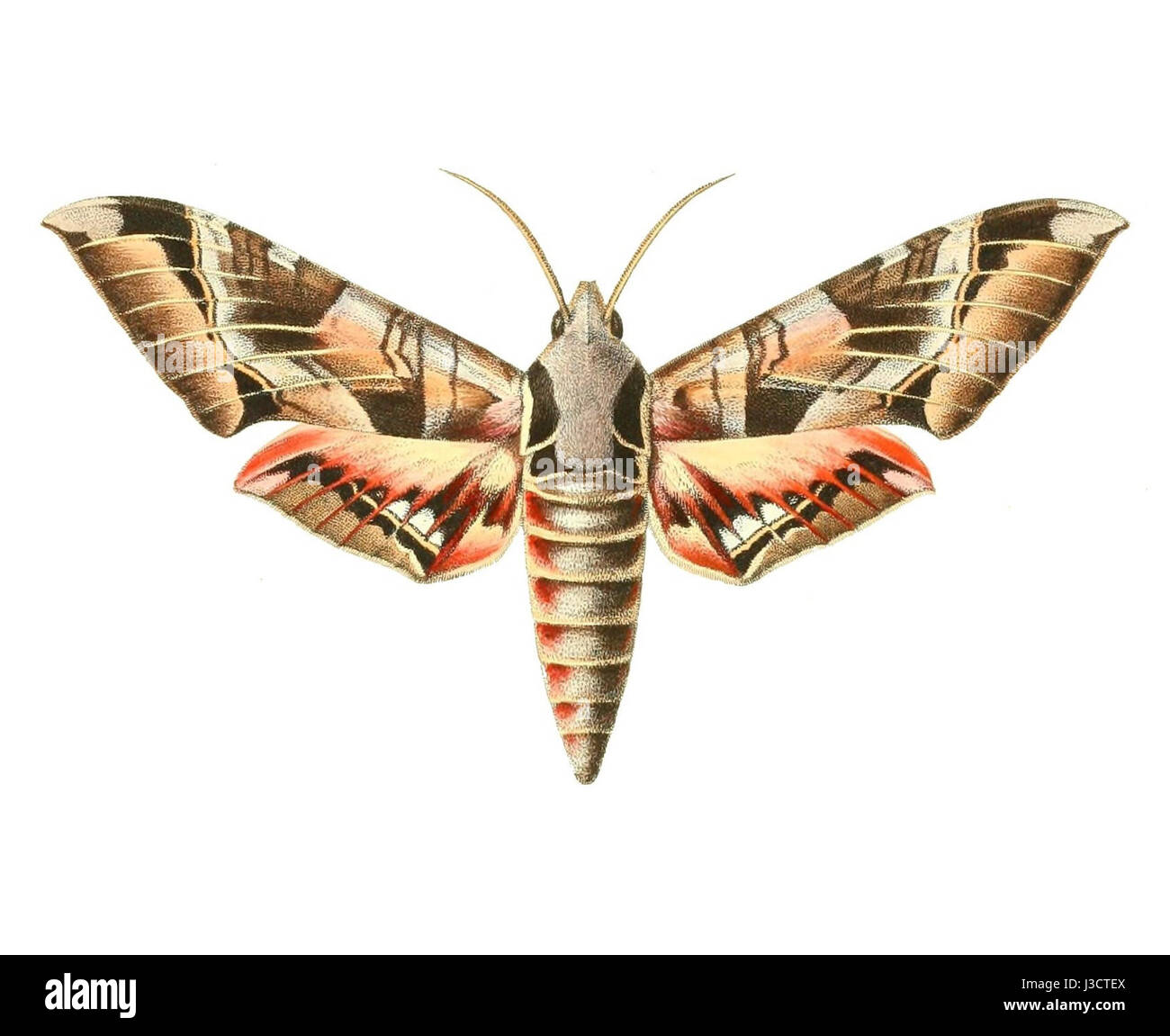 Typhon hi-res stock photography and images - Alamy