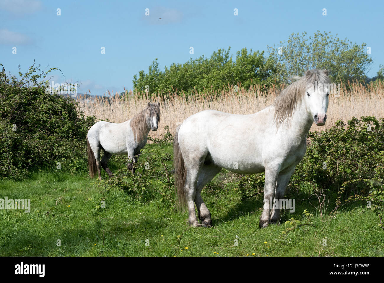 Two White horses Stock Photo - Alamy