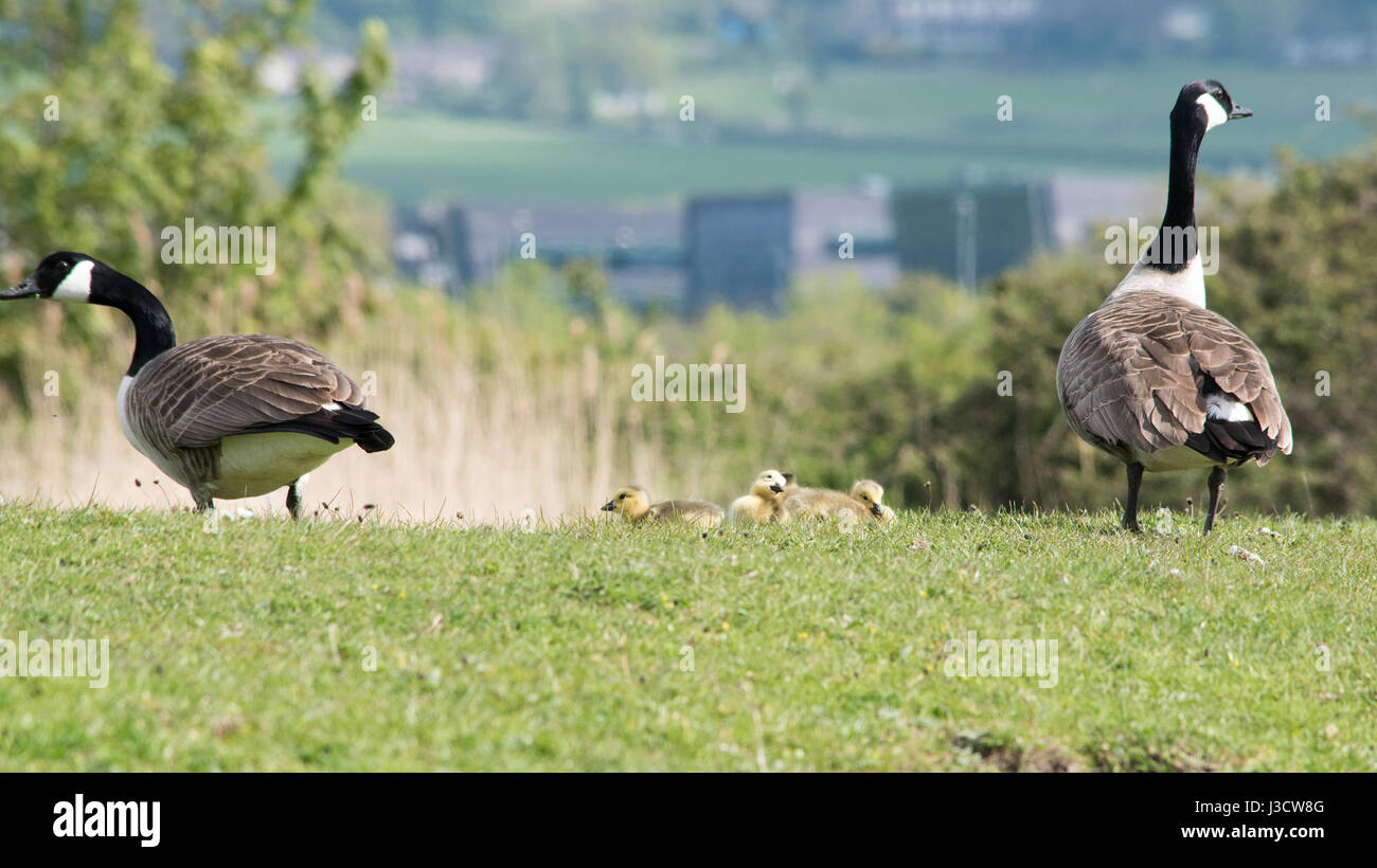 Canada goose with chicks hi-res stock photography and images - Alamy