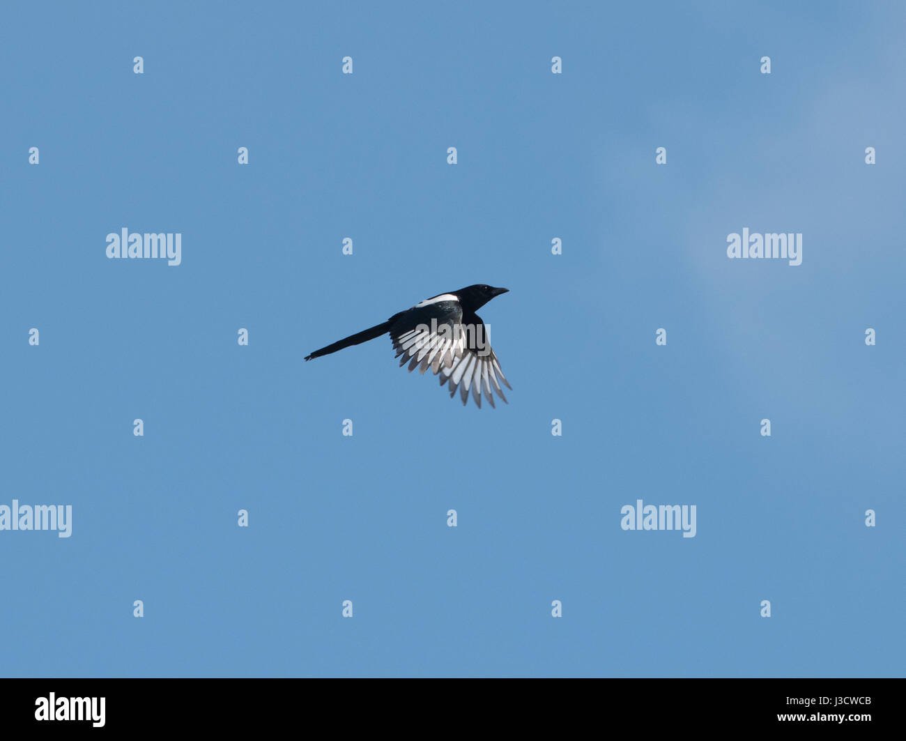 Magpie in flight Stock Photo - Alamy
