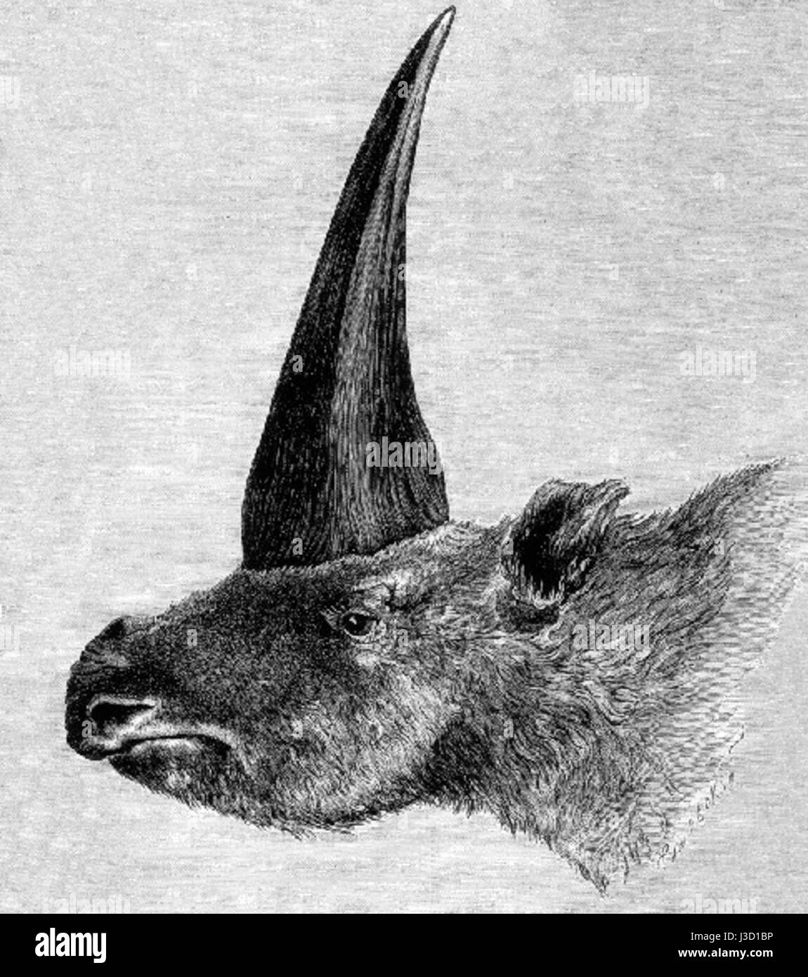 Elasmotherium hi-res stock photography and images - Alamy