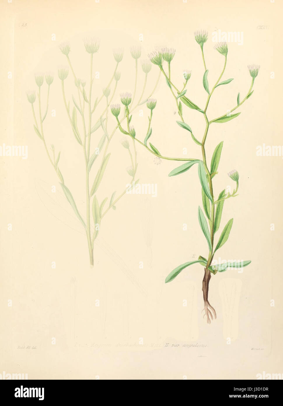 Angular stems hi-res stock photography and images - Alamy