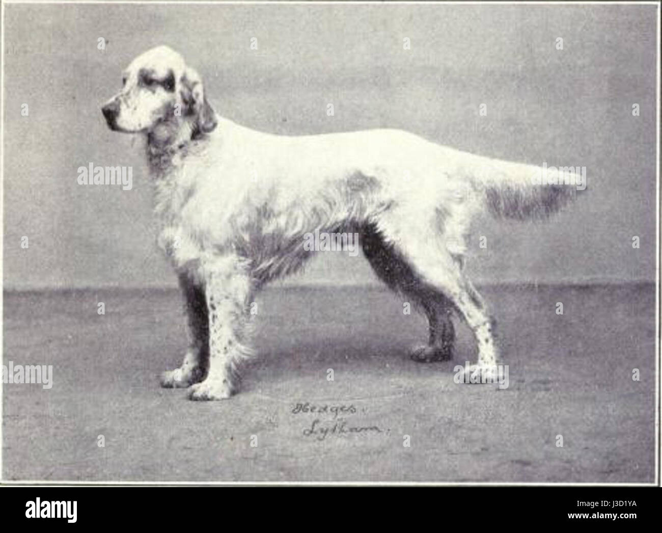 The English Setter is a breed of dog known for its hunting abilities ...