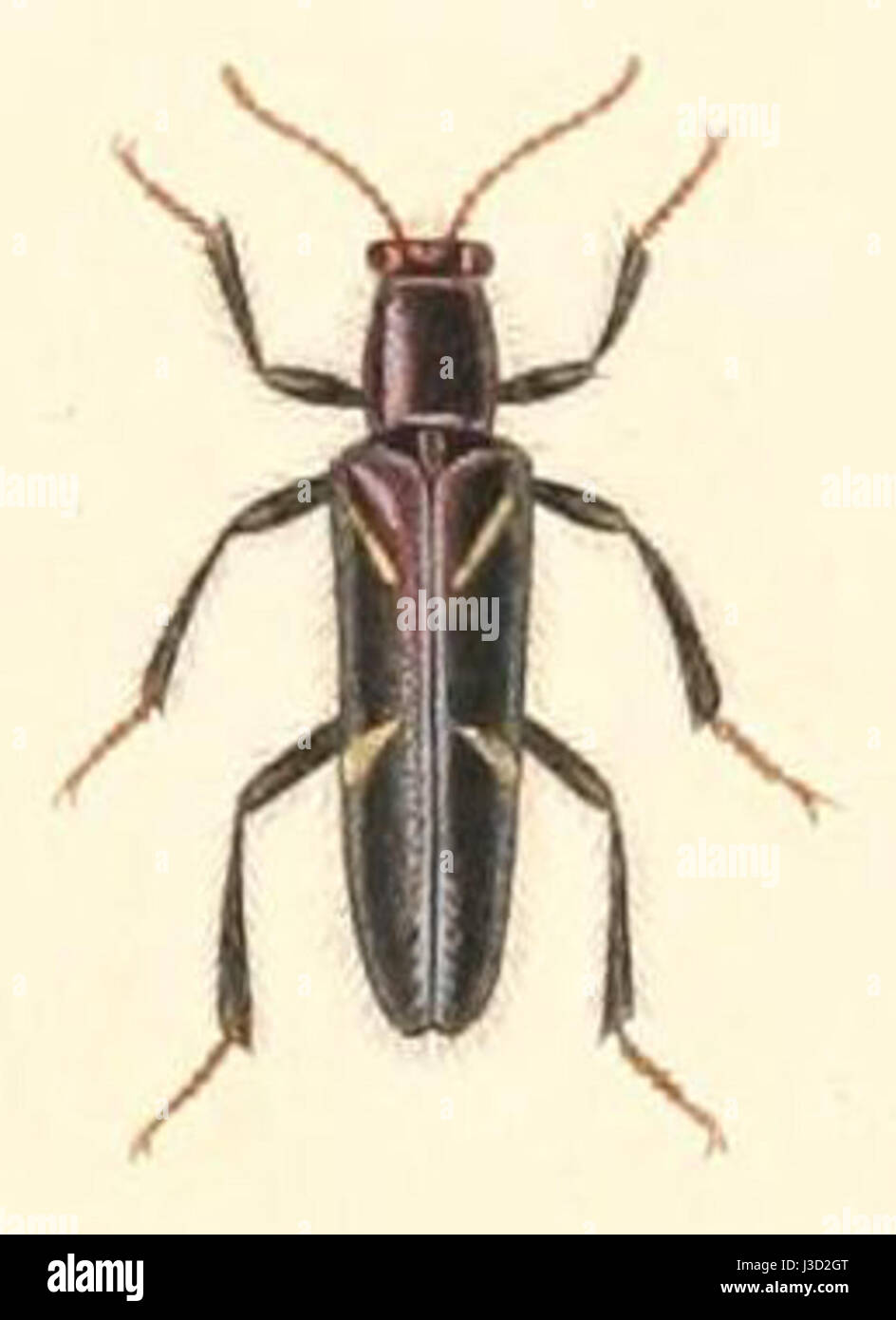 Epiclines gayi is a term referring to a specific group of lineages in ...