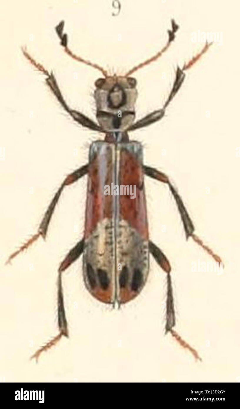 Enoplium cianco maculatum is a species of beetle, known for its unique ...