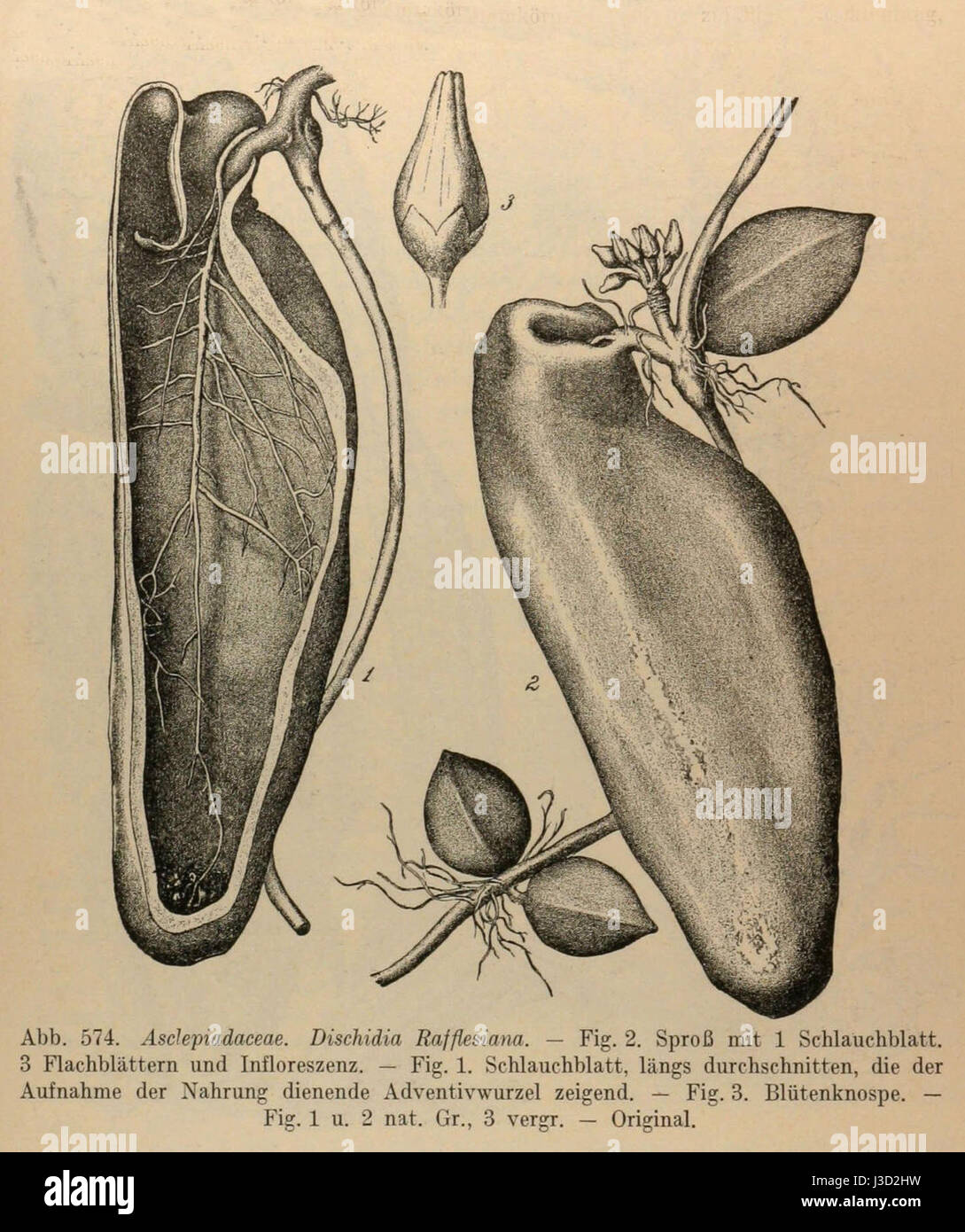 Dischidia hi-res stock photography and images - Alamy