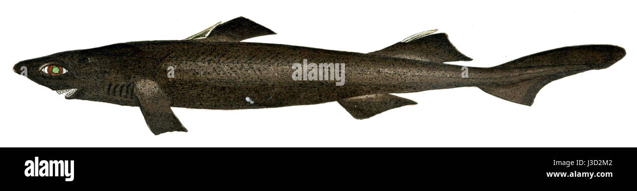 Etmopterus spinax is a species of deep-sea shark, commonly known as the ...
