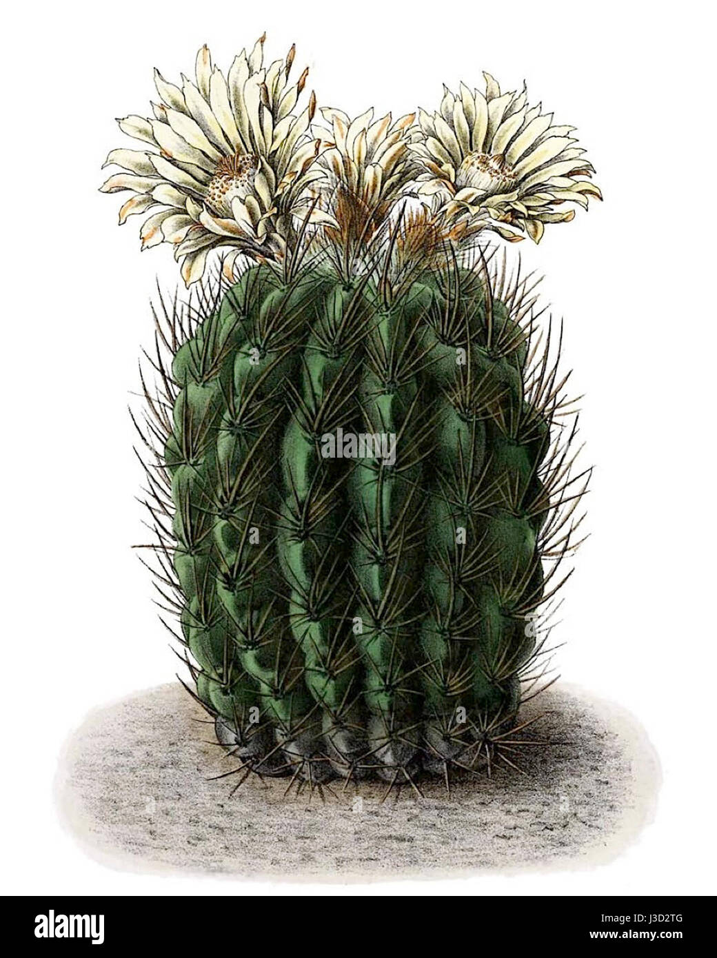 Ebenacanthus hi-res stock photography and images - Alamy