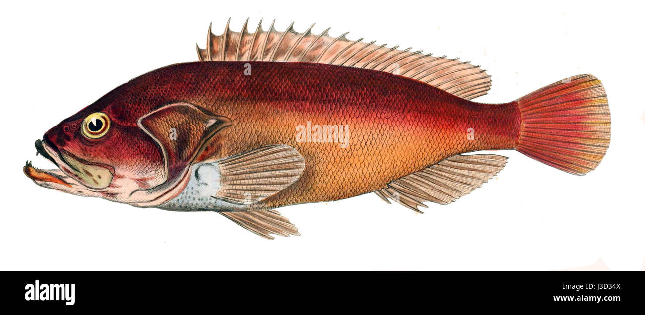 Marine life grouper fish in Cut Out Stock Images & Pictures - Alamy