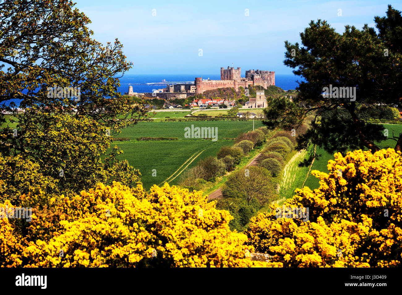 A Photograph of Bamburgh Castle in Northumberland taken during spring ...