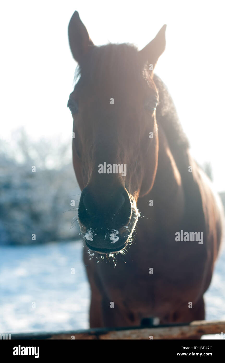 Head portrait of horse bay color in winter Stock Photo - Alamy
