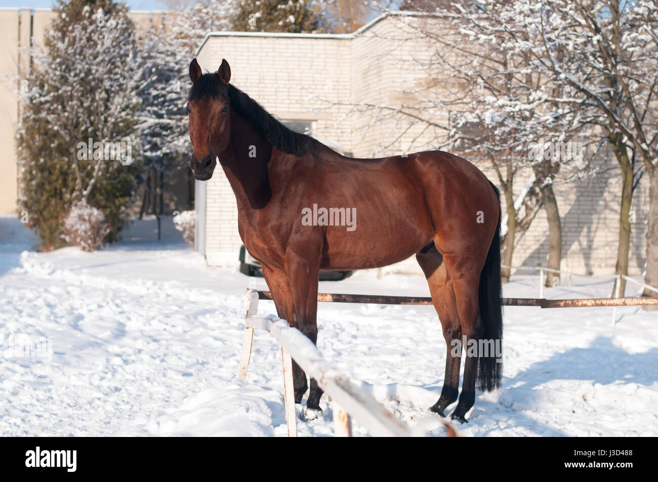 Horse portrait outdoor at winter full body Stock Photo - Alamy