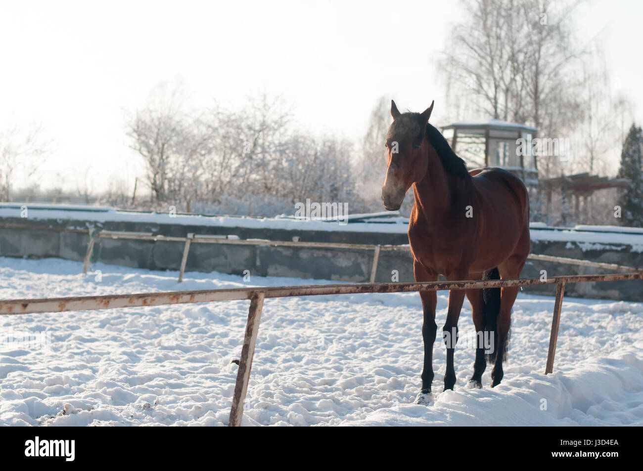 Horse portrait outdoor at winter full body Stock Photo - Alamy