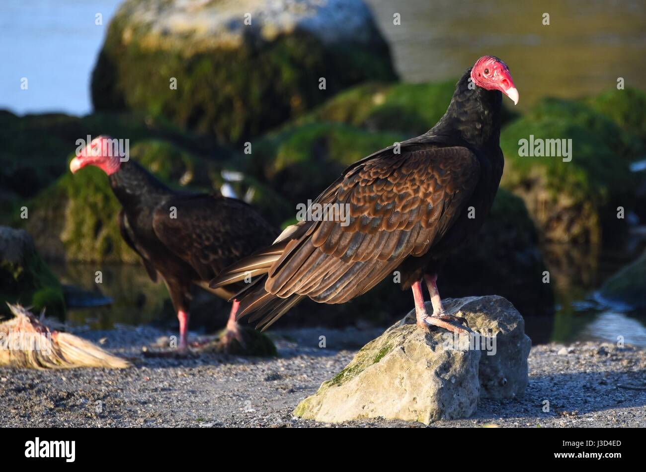 Turkey Vulture, Cathartes aura, seen in Cuba. Also known as the Turkey ...
