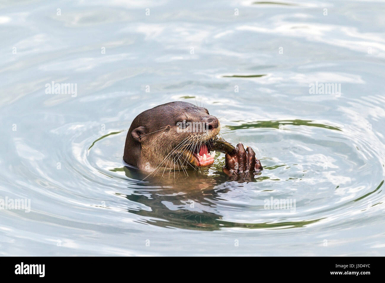 Adult Smooth-coated otter (Lutrogale perspicillata) eating freshly ...