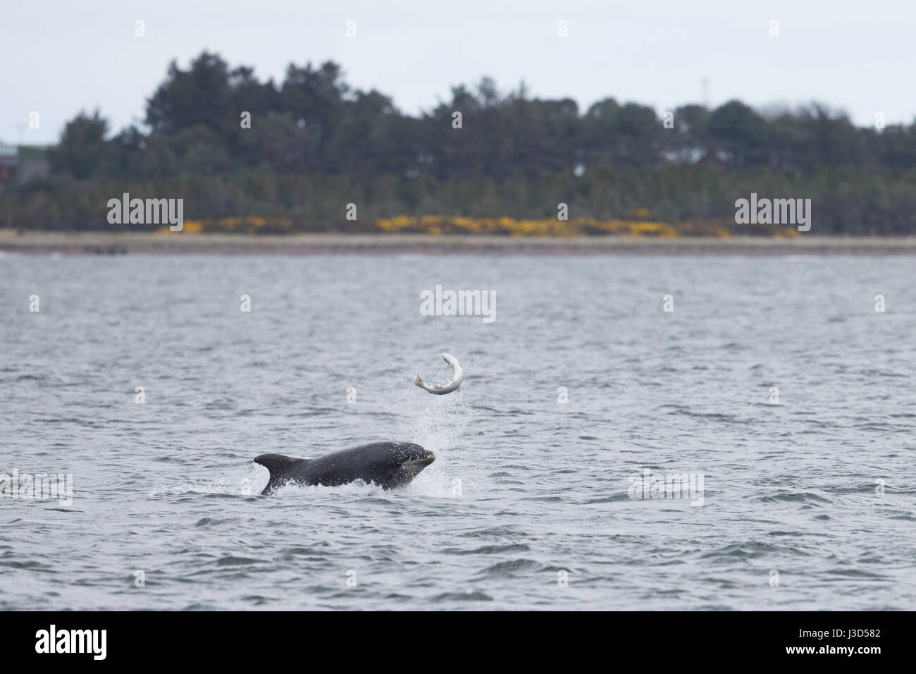 Dolphin hunting fish hi-res stock photography and images - Alamy