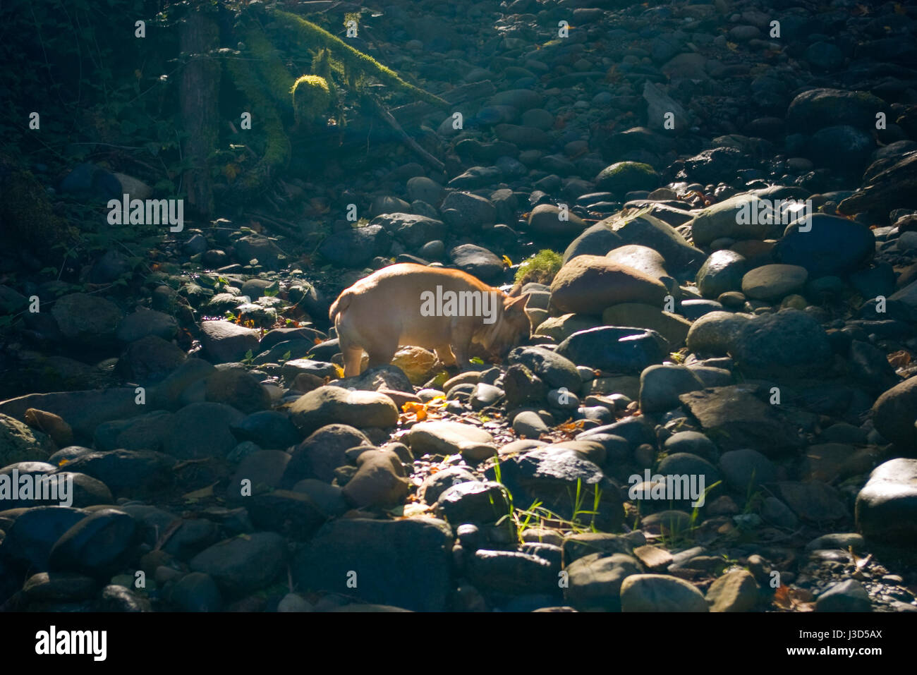 Dog in sunlight Stock Photo - Alamy