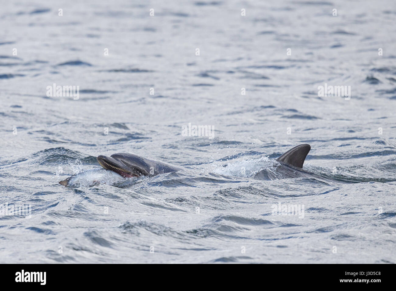 Dolphin hunting fish hi-res stock photography and images - Alamy