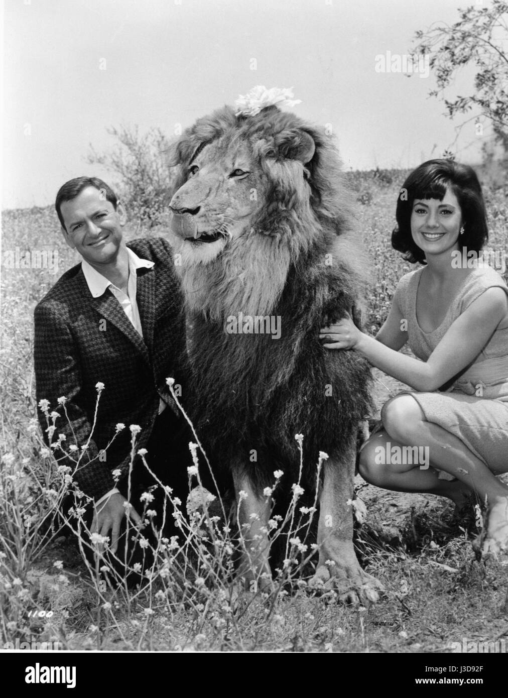 Fluffy Year: 1965 USA Tony Randall, Shirley Jones Director: Earl ...
