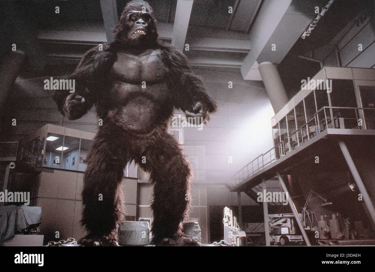 King Kong Lives Year: 1986 US Director: John Guillermin Stock Photo - Alamy
