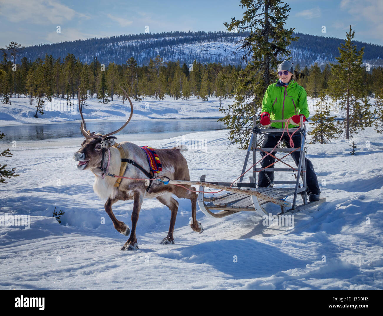 Rein deer Sledding, Swedish Lapland, Sweden Stock Photo - Alamy