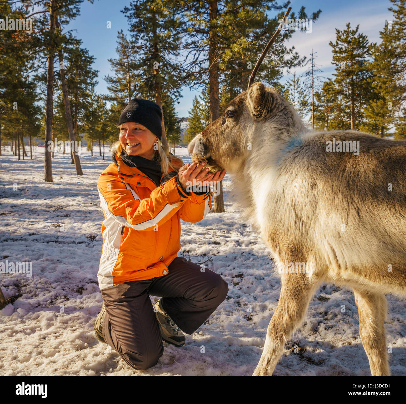Female caribou hi-res stock photography and images - Alamy