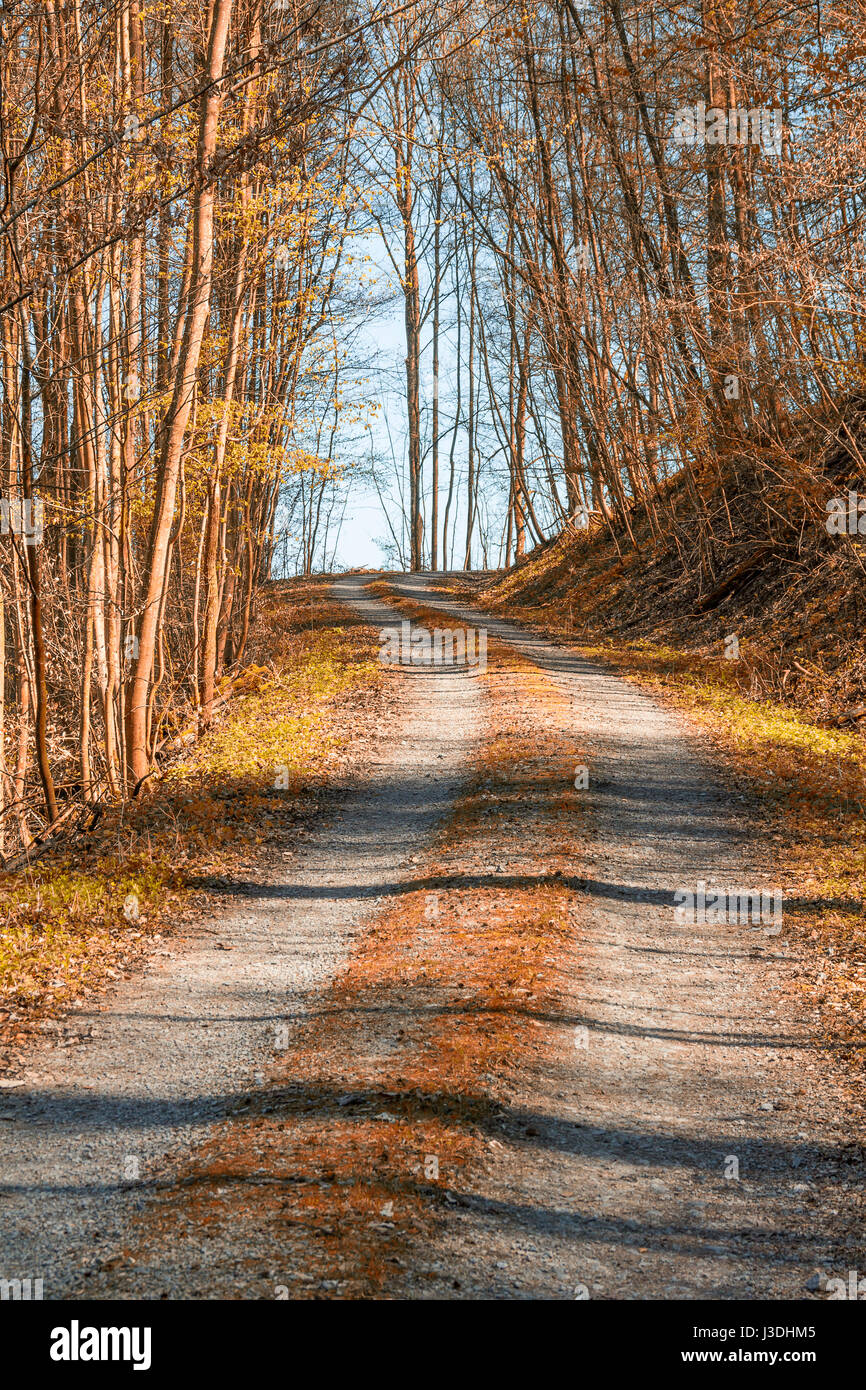sunny illuminated idyllic indian summer forest scenery wit field path ...