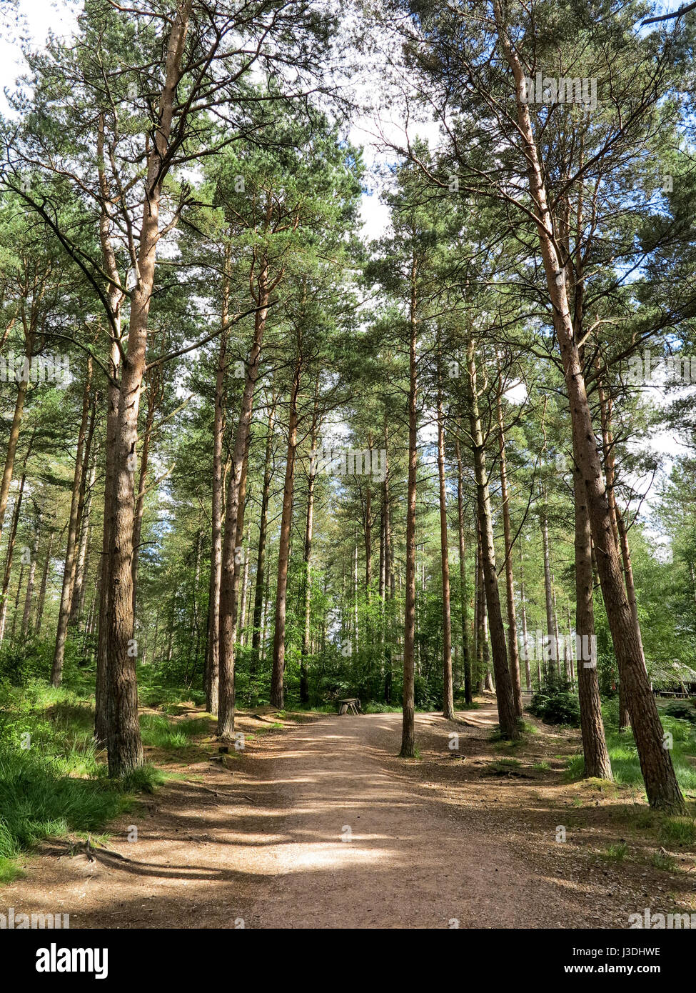 A forest of pines trees with a path at Moors Valley Country Park Stock ...
