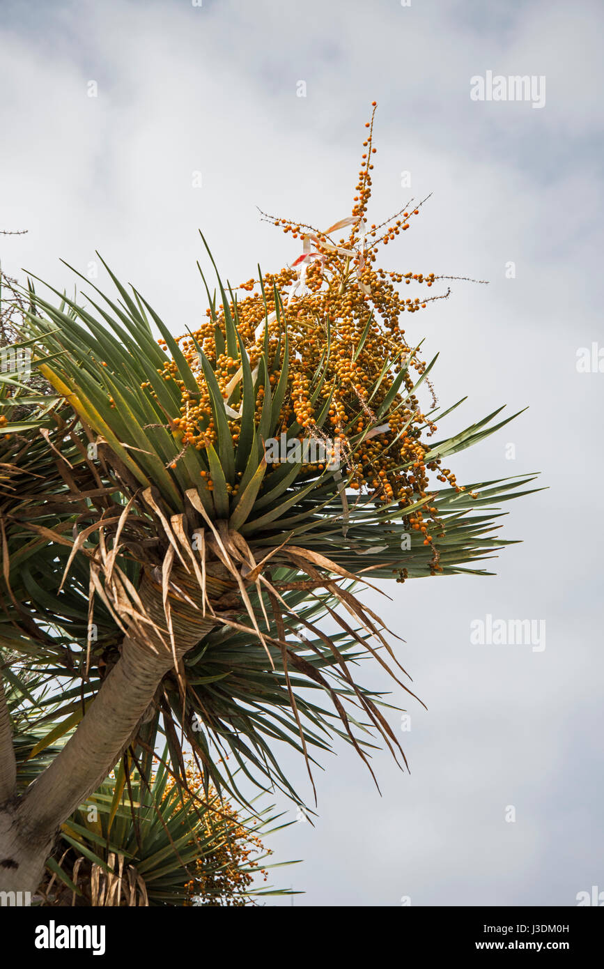 Dragon tree, dracaena draco. Madeira Stock Photo - Alamy