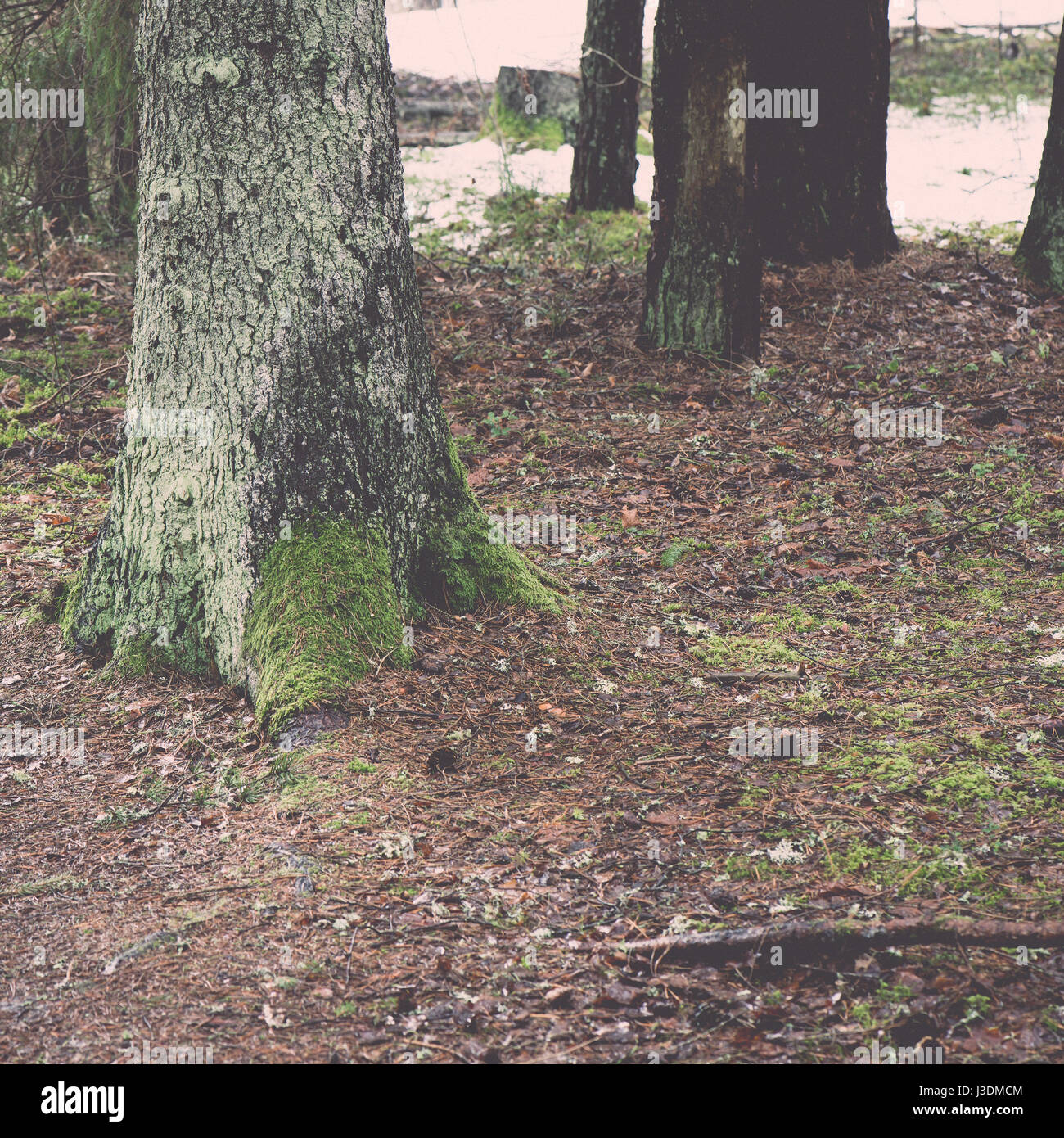 old tree trunk with green moss and bark in winter on snovy background ...